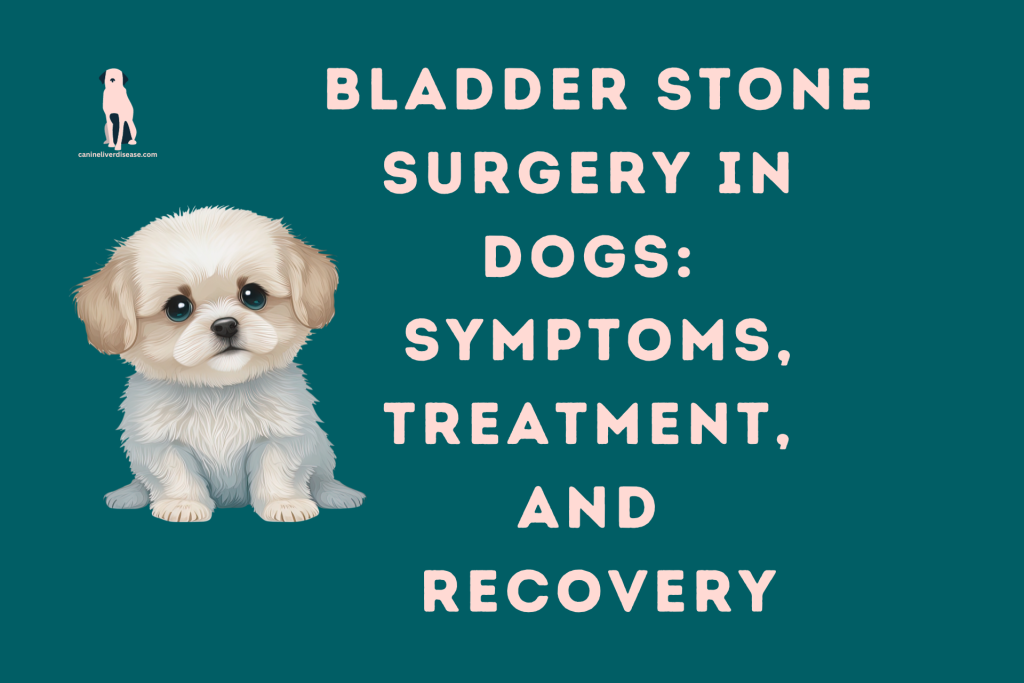 Helping Your Dog Recover After Bladder Stone Surgery