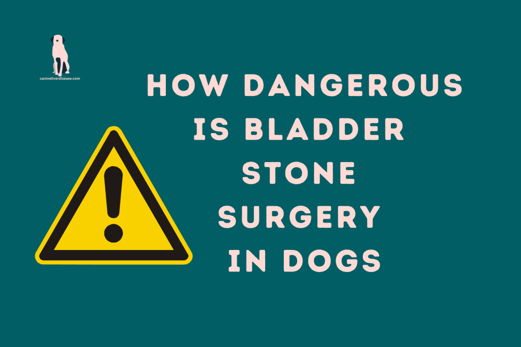 How Dangerous Is Bladder Stone Surgery In Dogs - Canine Liver Disease ...