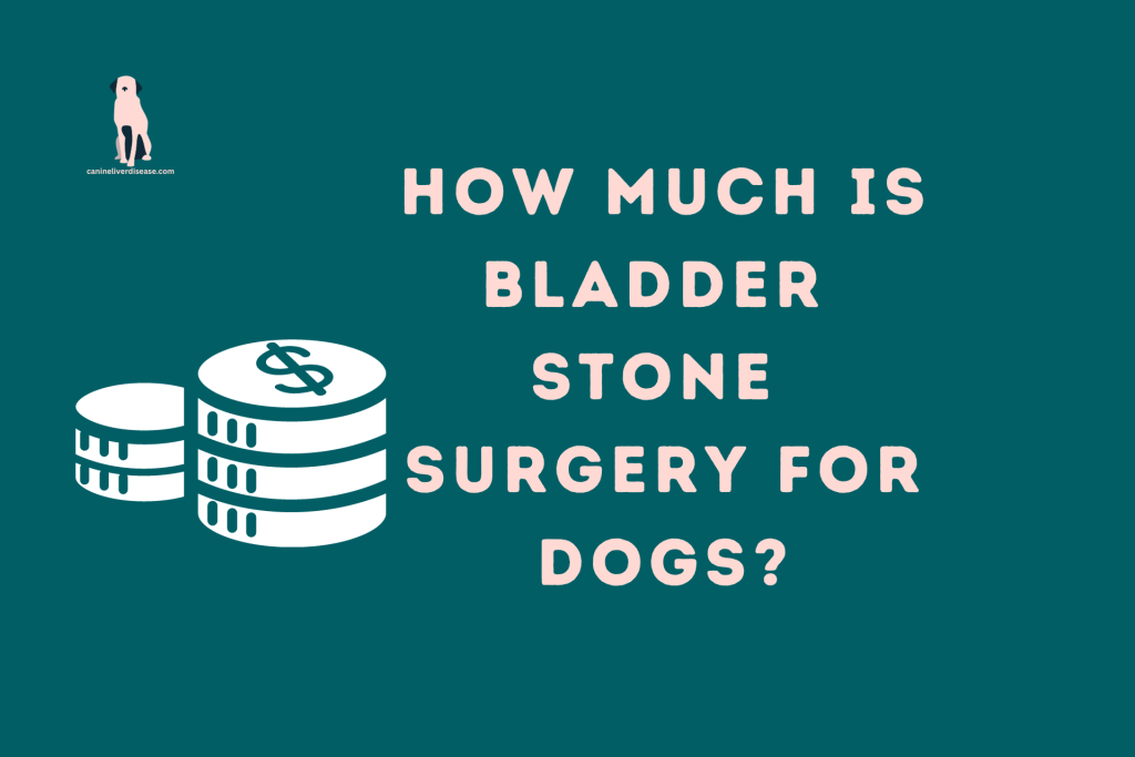 Bladder Stone Surgery in Dogs (Complete Guide)