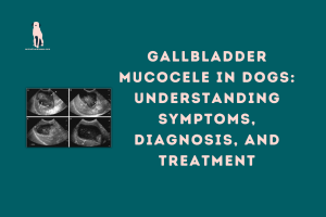 Gallbladder Mucocele in Dogs: Understanding Symptoms, Diagnosis, and ...